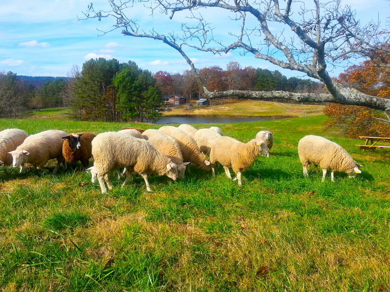 Dayspring Dairy: Alabama's First Licensed Sheep Dairy Farm - The ...