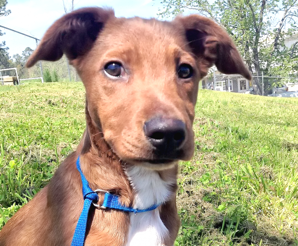 Pet of the Week: Baby Sorrel needs a forever home - The Cullman Tribune