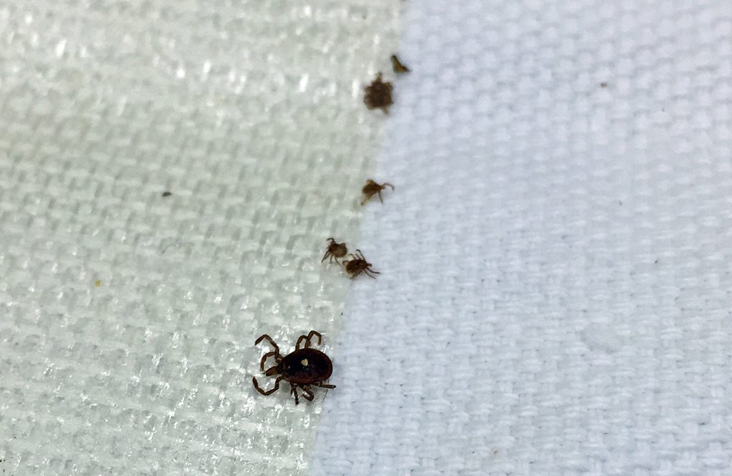 COLUMN: Disease-carrying ticks widespread across Alabama - The Cullman ...