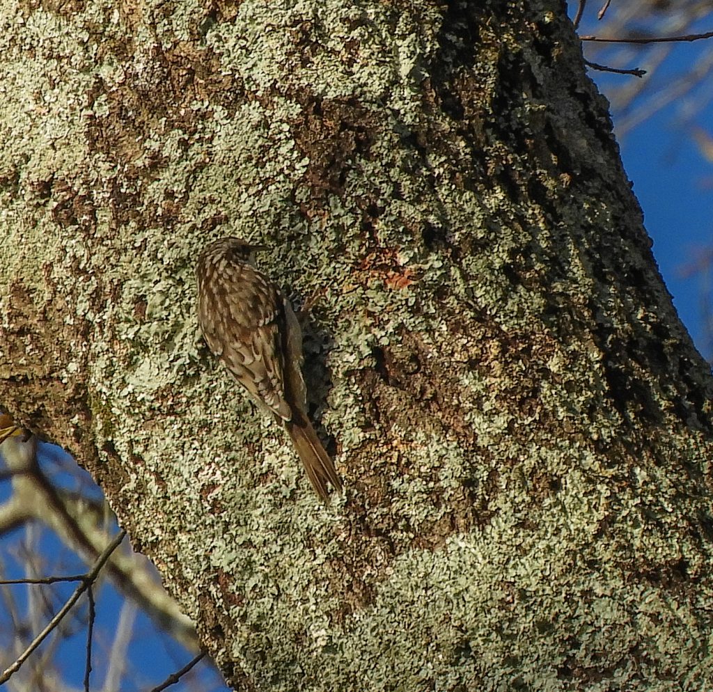 Annual Audubon Cullman Christmas Bird Count set for Dec. 16 - The ...