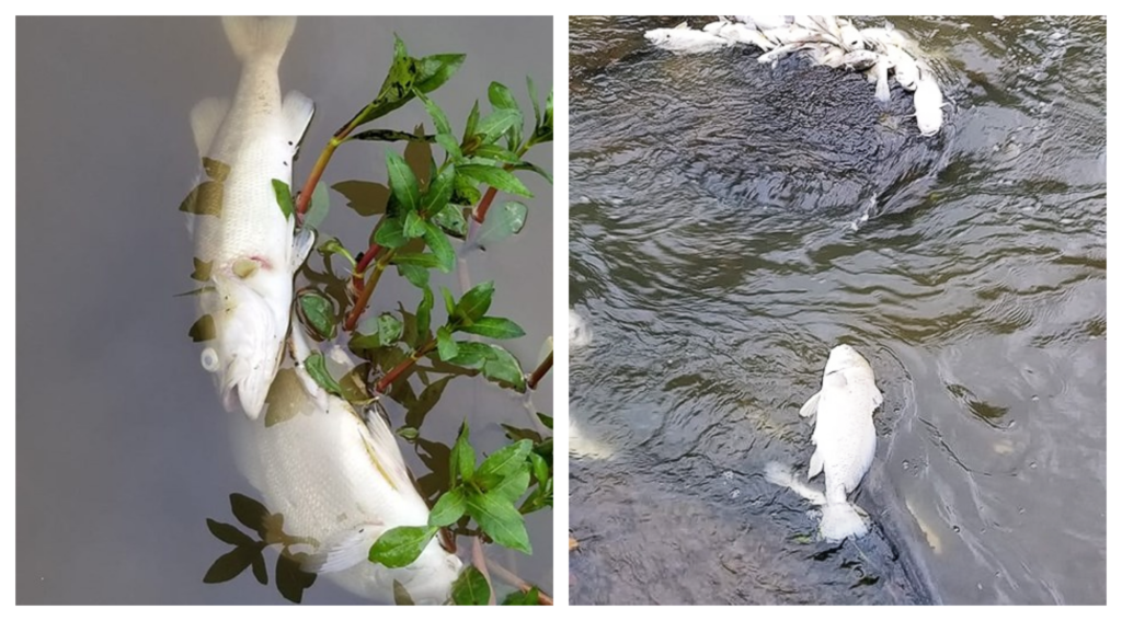 Feature: River residents sound off about Tyson’s Mulberry Fork spill ...