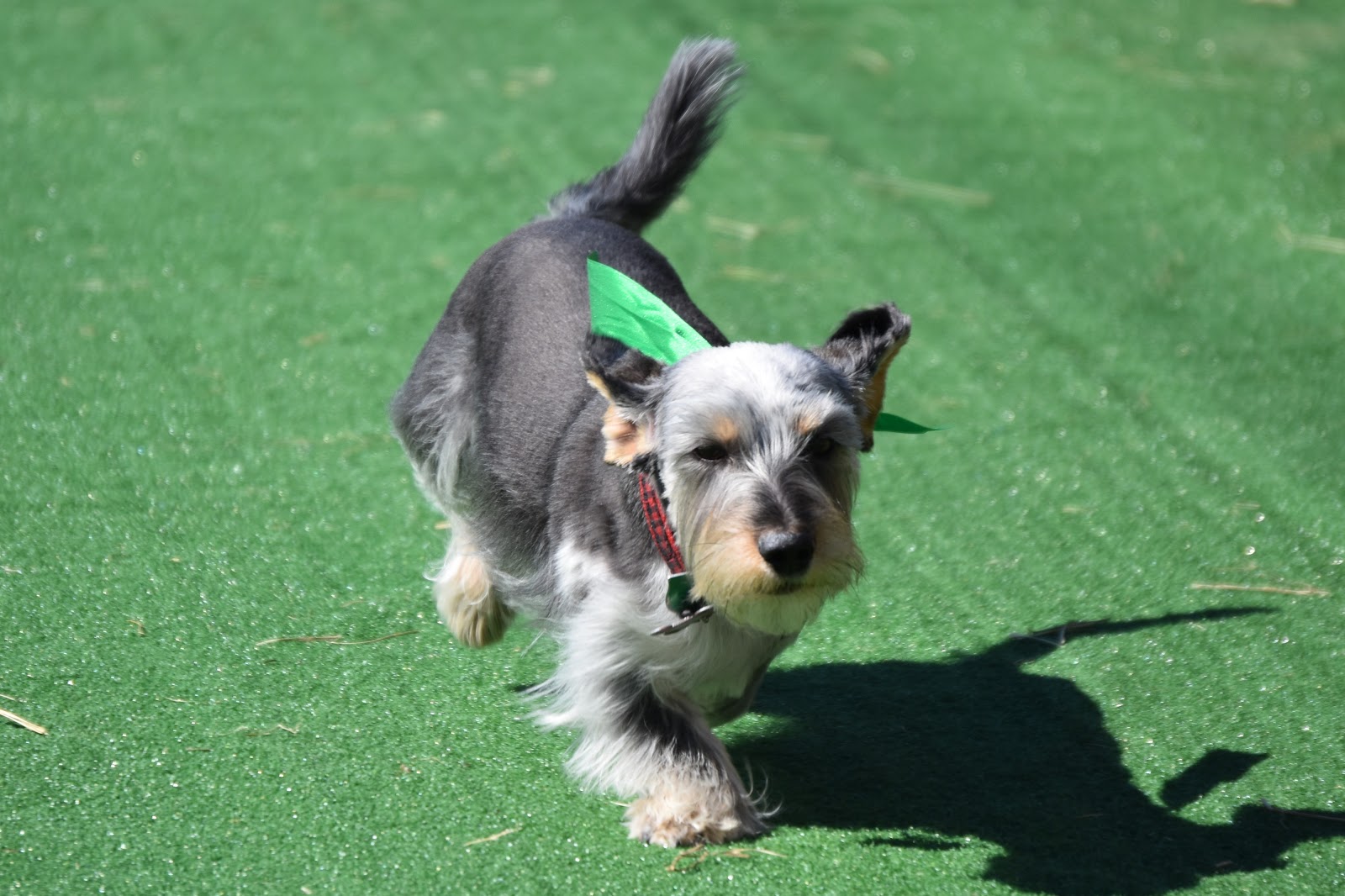 Mr. Big still the big man at Oktoberfest wiener dog races - The Cullman ...