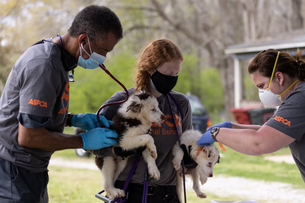 ASPCA helps Hamilton PD rescue nearly 30 dogs - The Cullman Tribune