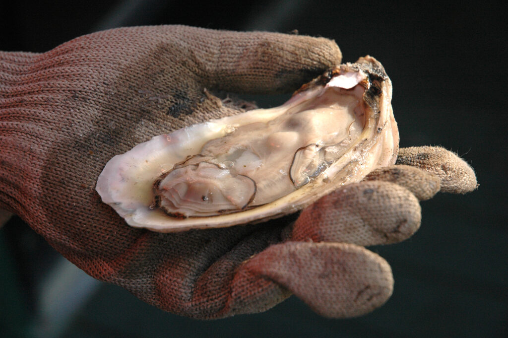 All oyster harvest zones to close January 21, 2022 - The Cullman Tribune