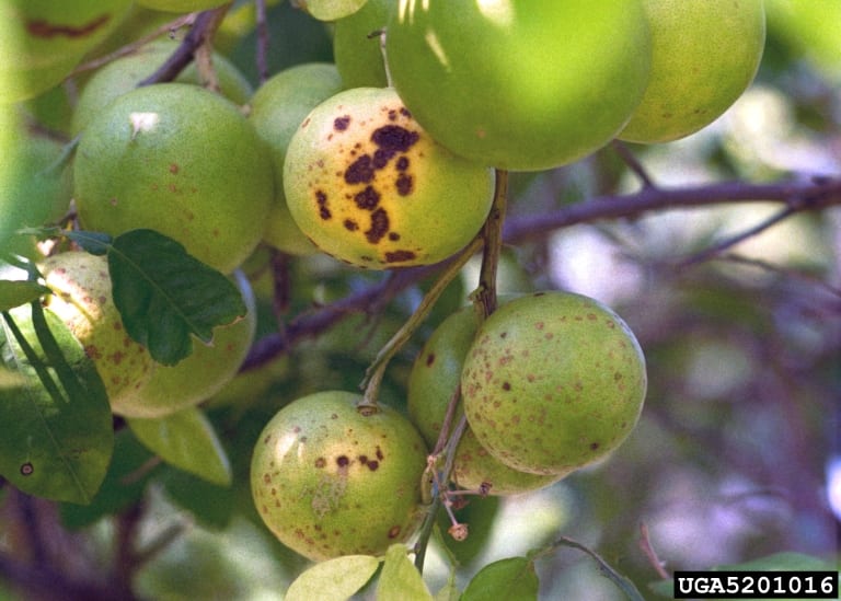 Choosing a citrus tree for the backyard - The Cullman Tribune