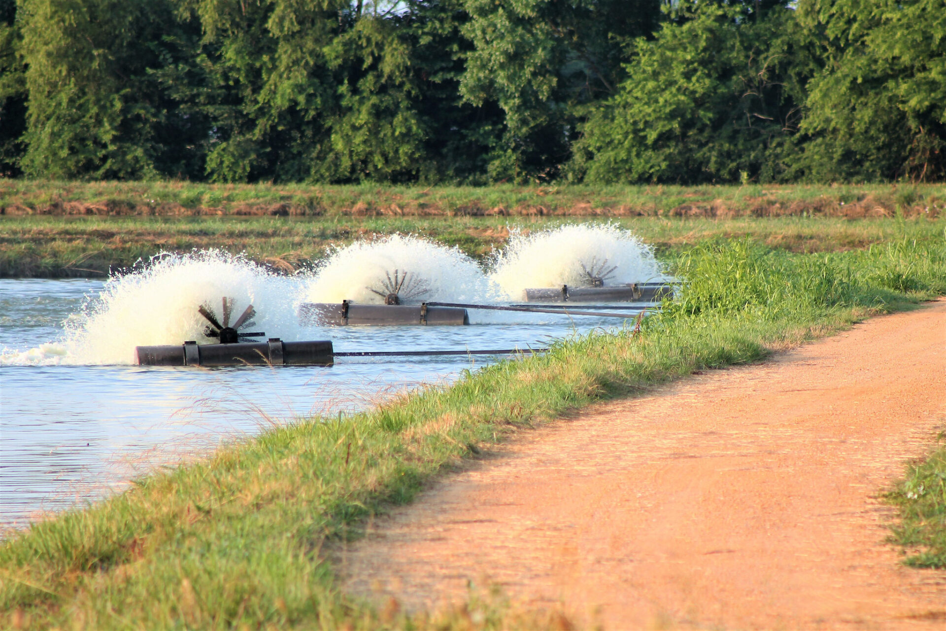 Alabama’s booming catfish industry ranked #2 in U.S. - The Cullman Tribune