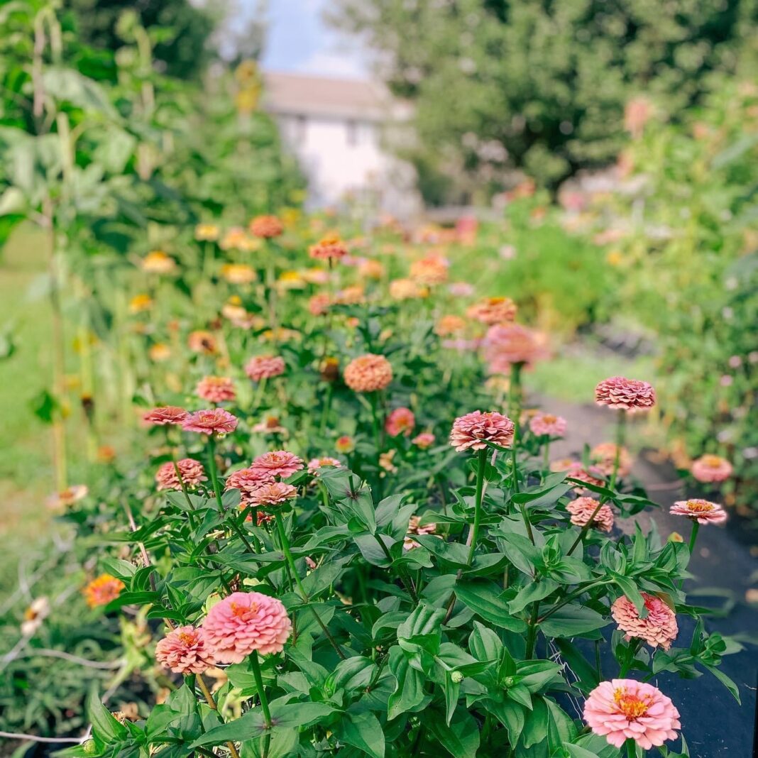 Marigold Moon - The Cullman Tribune