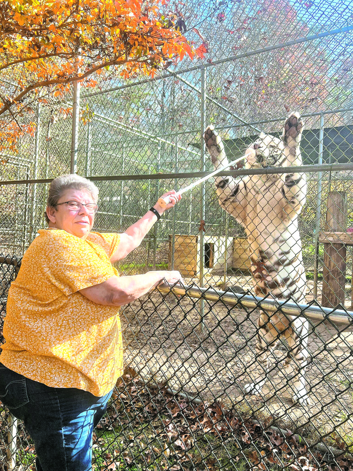 Tigers for Tomorrow fall, winter hours - The Cullman Tribune