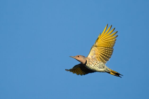 Northern flicker: The story behind Alabama’s state bird - The Cullman ...