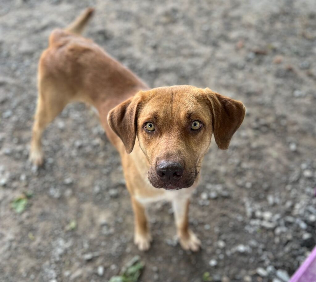 Pet of the week: Add Bocephus to your ‘family tradition’ - The Cullman ...