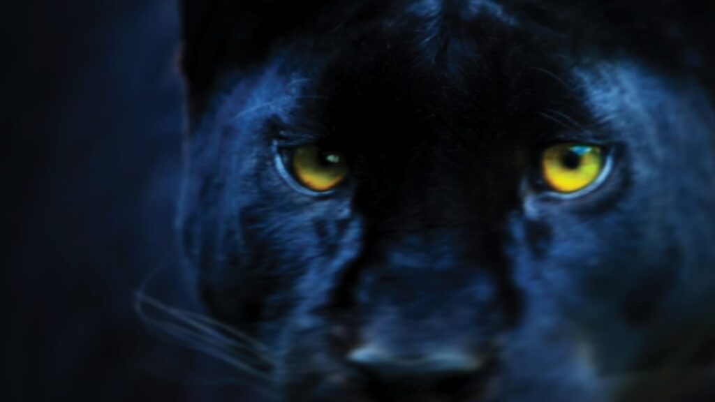 Black panthers: Uncovering another big cat mystery - The Cullman Tribune