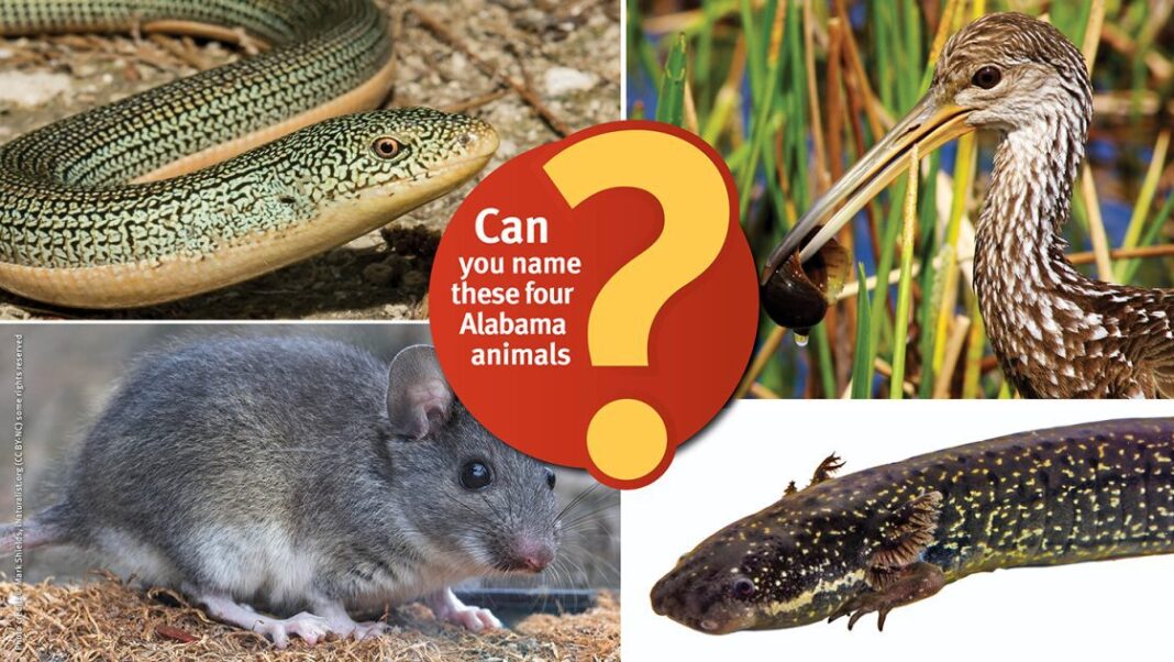 ACES: Can you name these 4 Alabama animals? - The Cullman Tribune