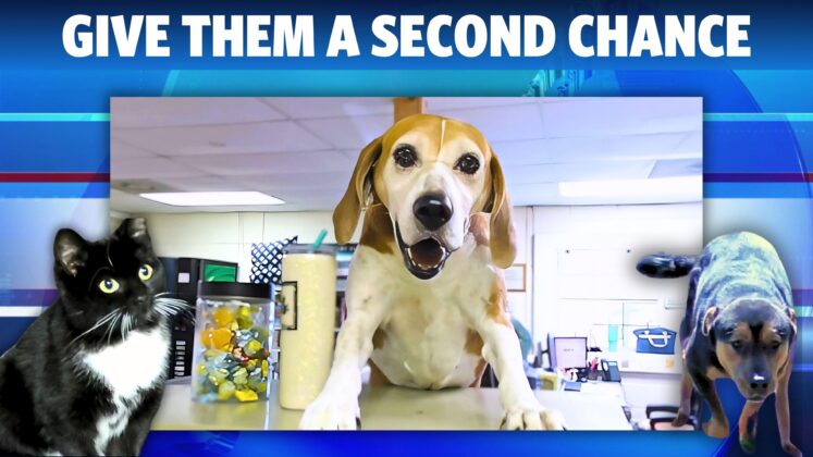 Adopt your new bestie at the Cullman County Animal Shelter! - The ...