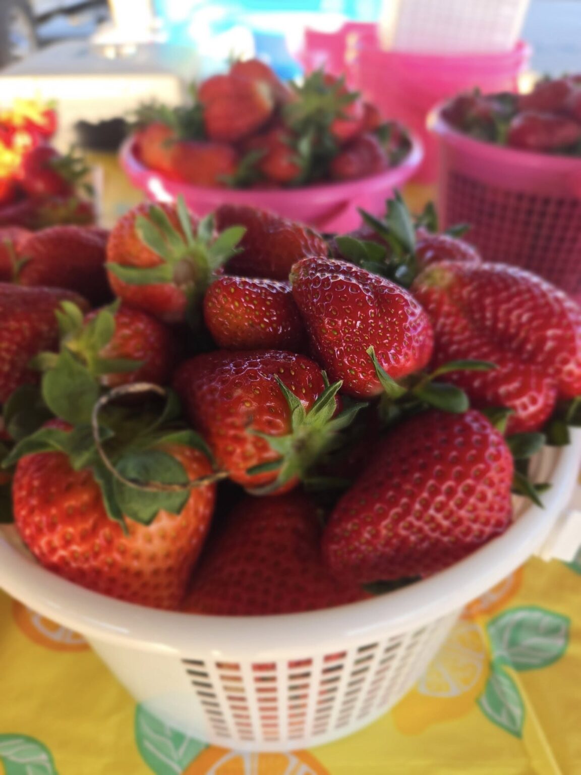 Cullman Farmers’ Market at the Festhalle open for season - The Cullman ...