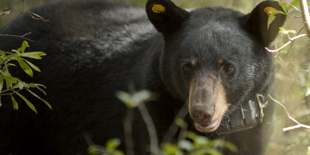 What to know about Alabama black bears - The Cullman Tribune