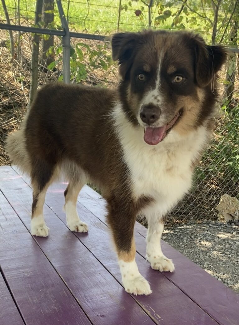 Pet of the Week: Lillie Belle’s underbite and big heart make her ...