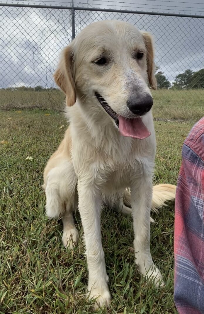 Pet of the Week: Sam, with a heart full of sunshine - The Cullman Tribune