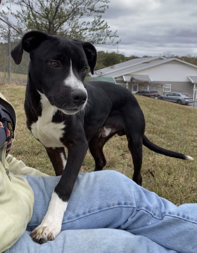 Pet of the Week: Teddy, the renaissance dog - The Cullman Tribune