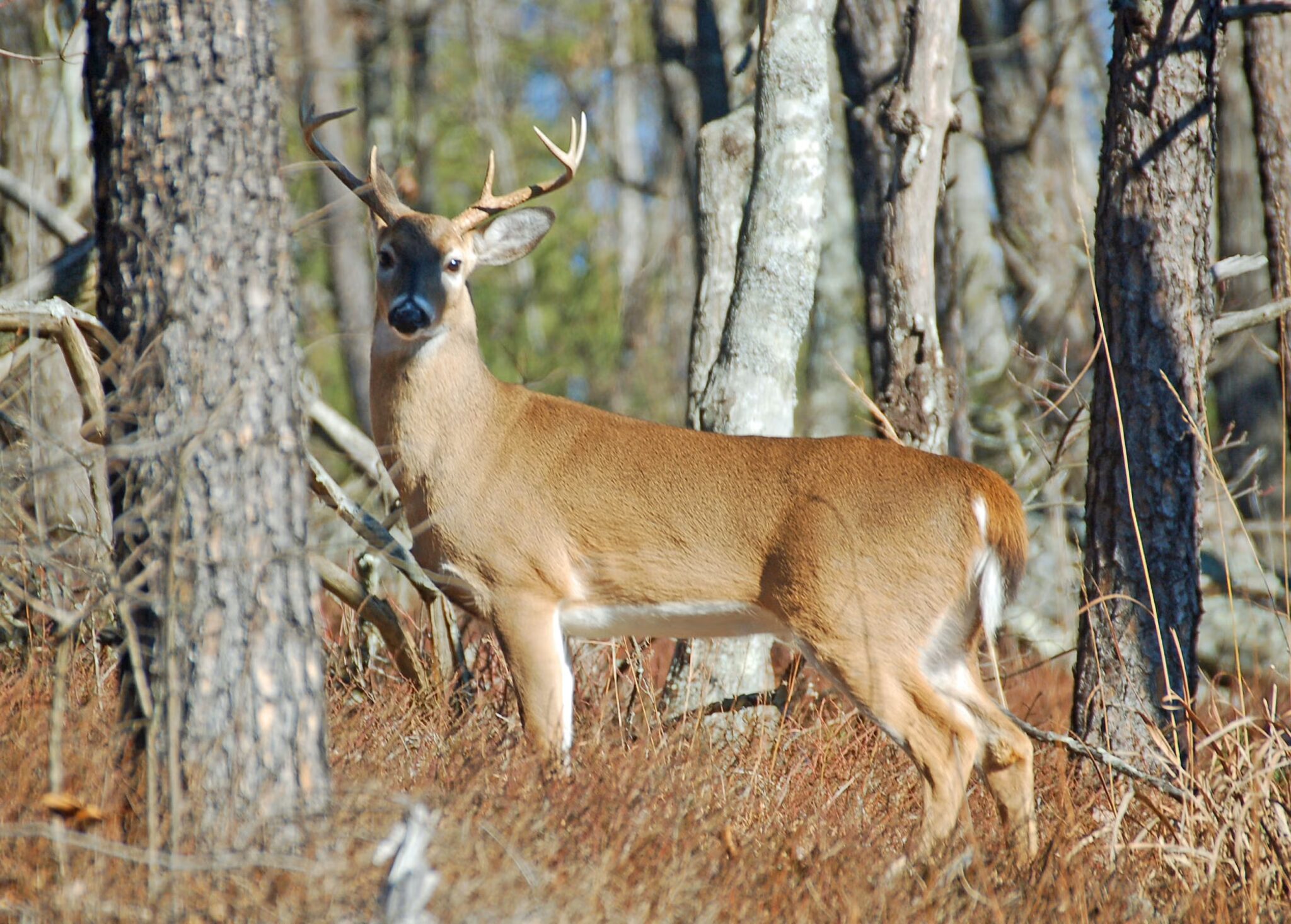 ALEA: Stay alert as deer movement increases statewide - The Cullman Tribune